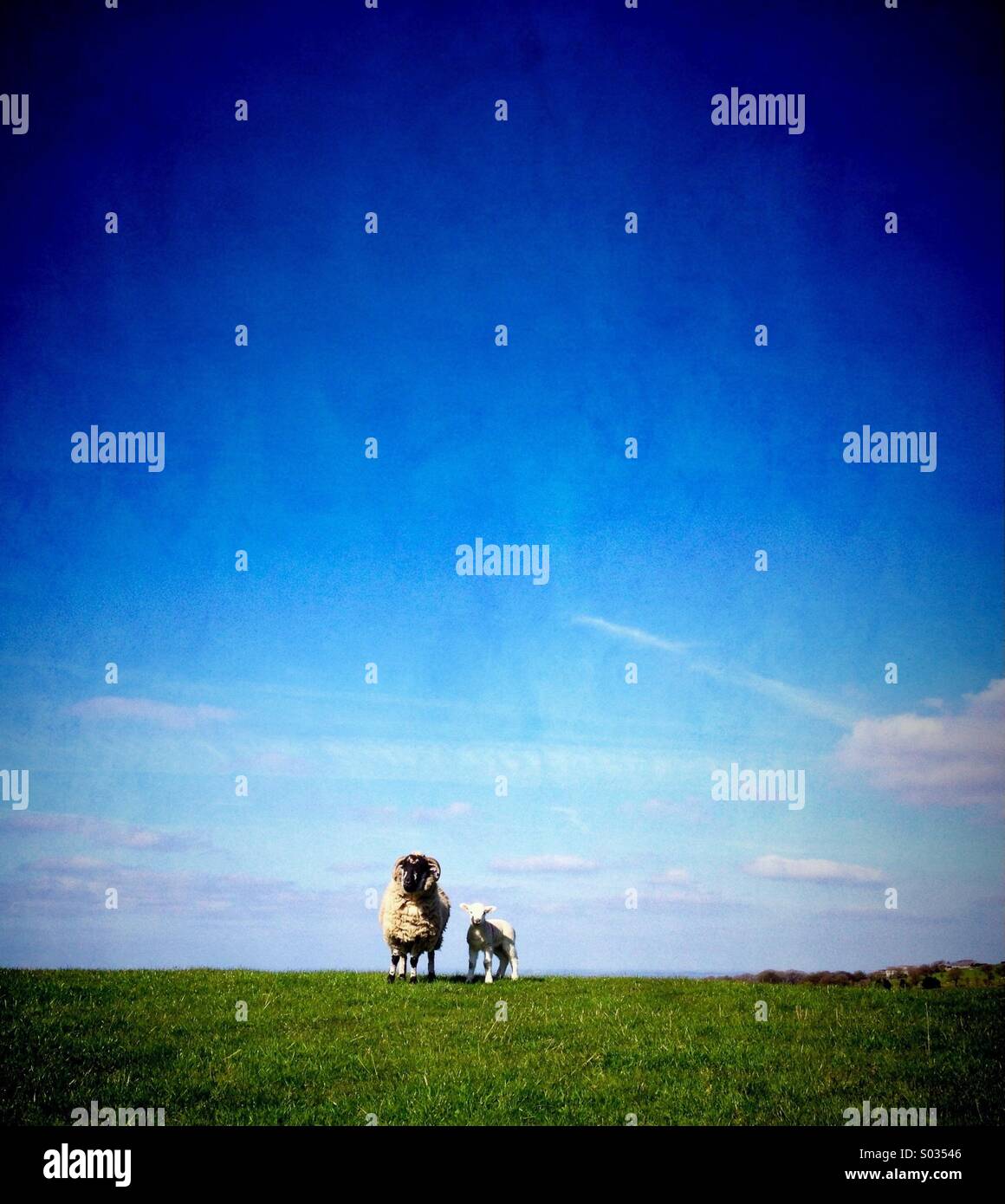 Sheep and lamb against blue sky Stock Photo - Alamy