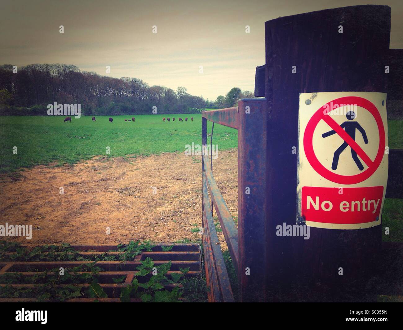 Cows in the distance Stock Photo - Alamy
