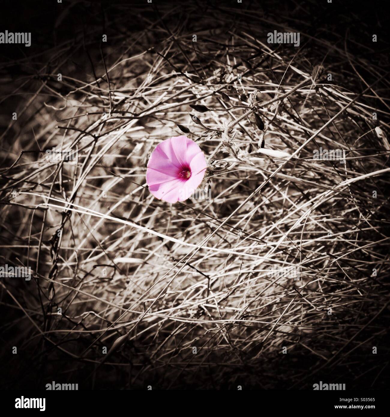 Lonely flower hi-res stock photography and images - Alamy
