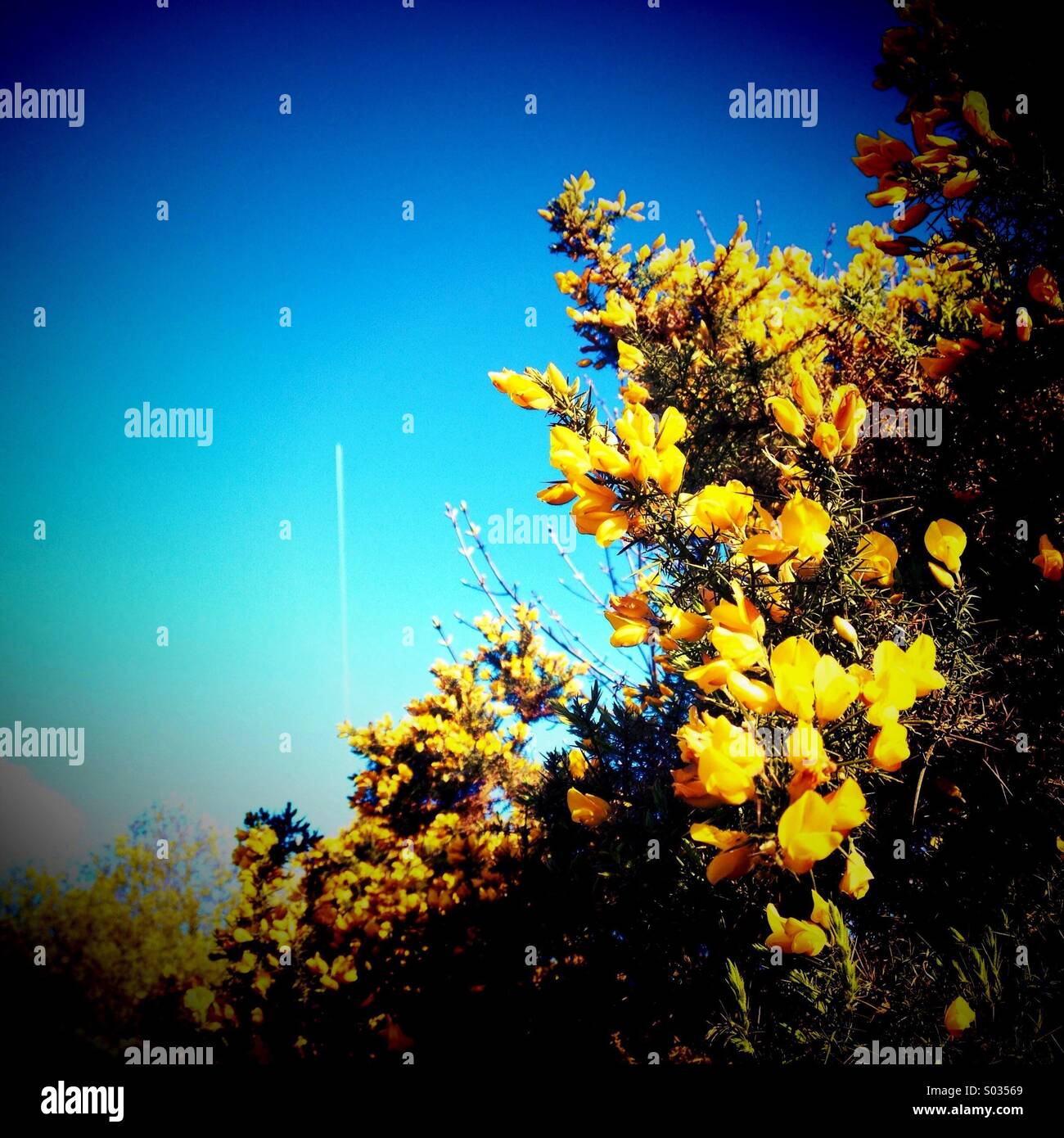 Gourse bush and contrail Stock Photo - Alamy