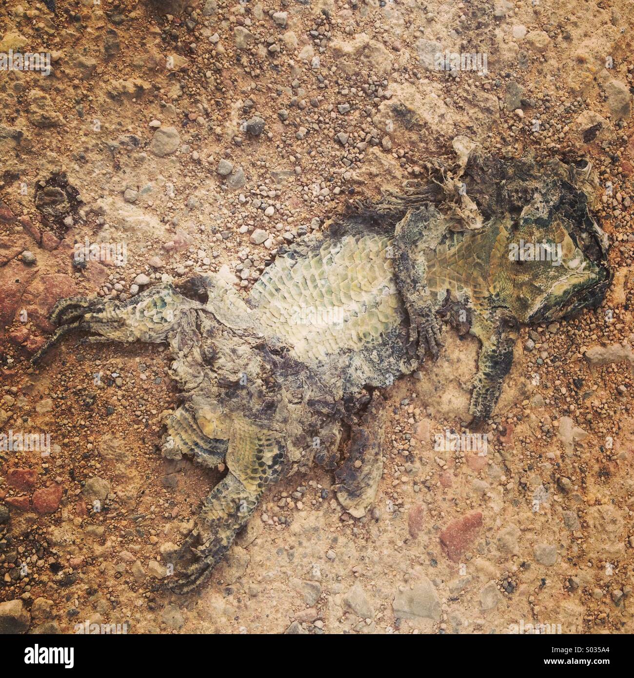 A toad, in danger of extinction, lies dead in a dirt road crushed by a ...