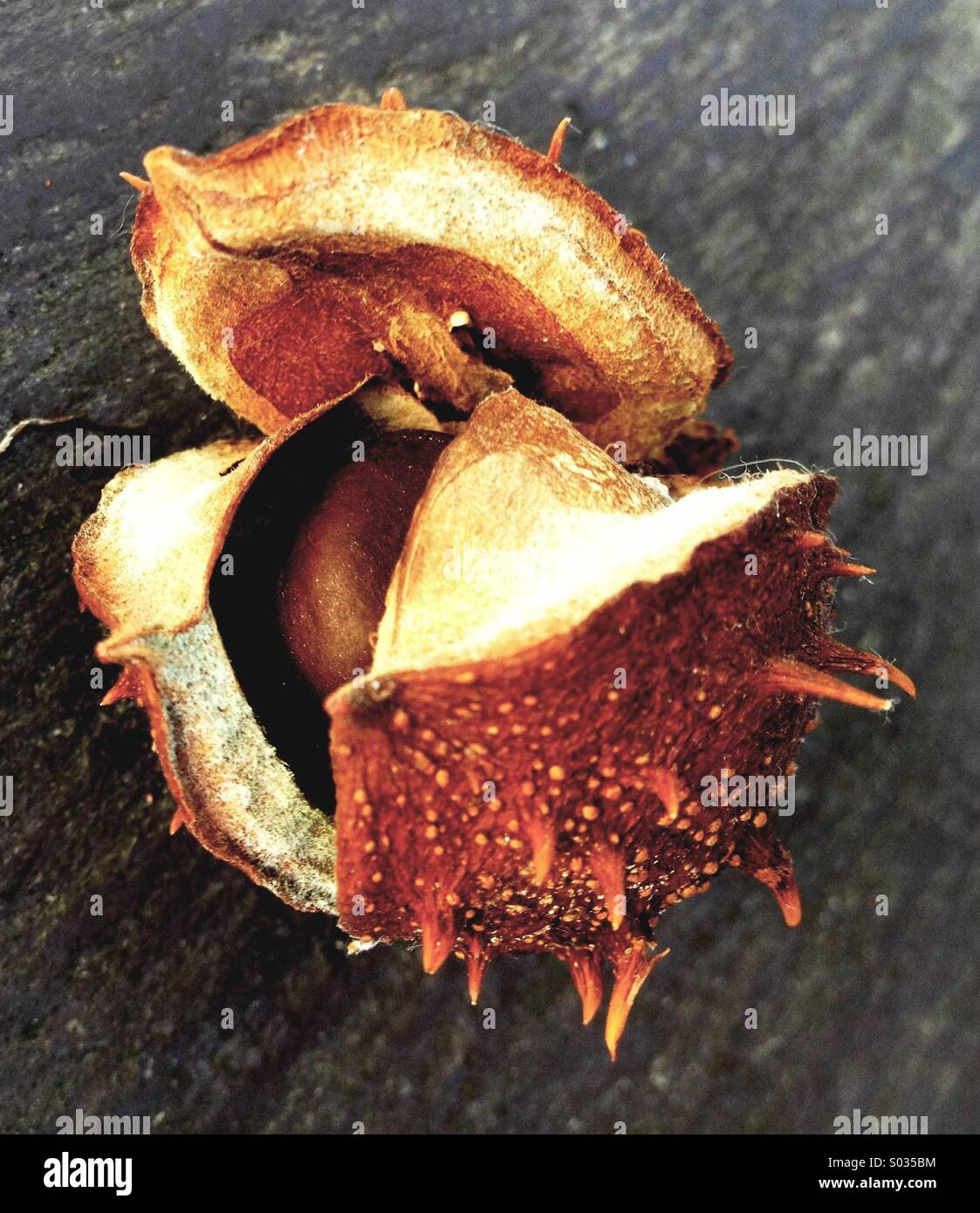 Conker in shell hi-res stock photography and images - Alamy