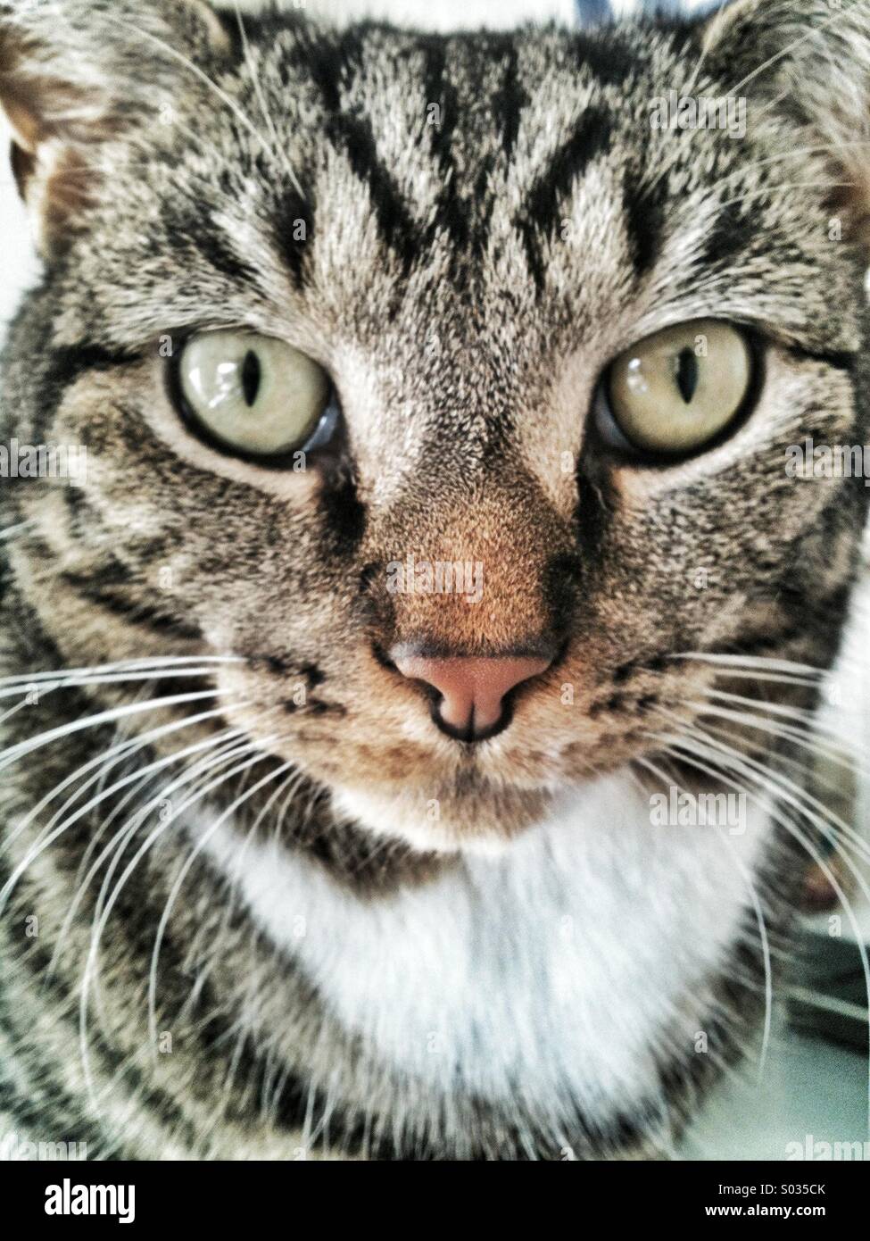 Tabby cat portrait Stock Photo - Alamy