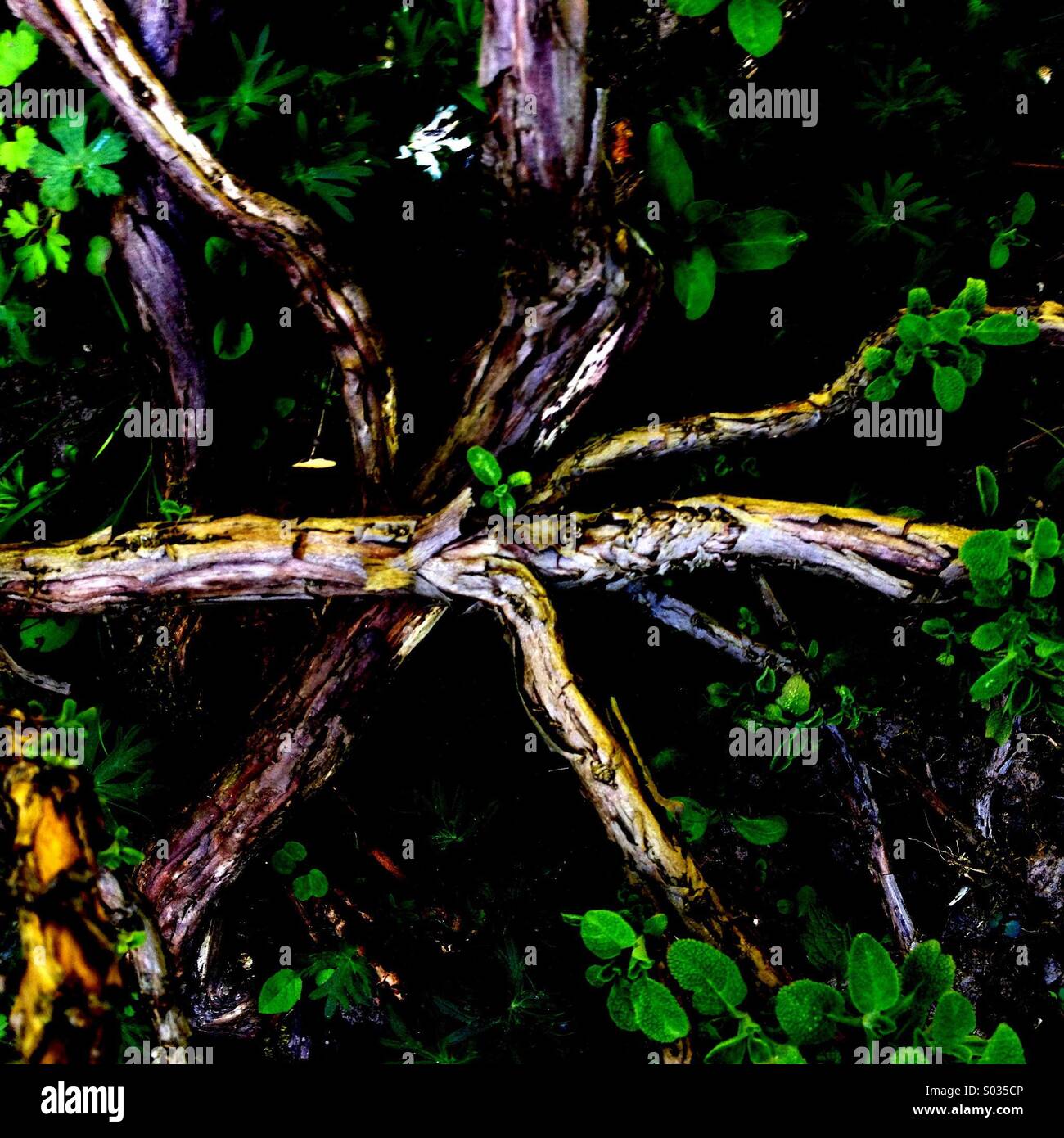 Old sage hi-res stock photography and images - Alamy