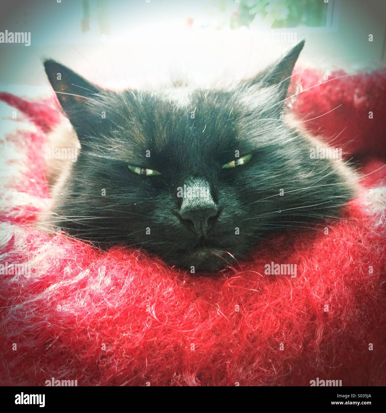 Black cat snoozing hi-res stock photography and images - Alamy