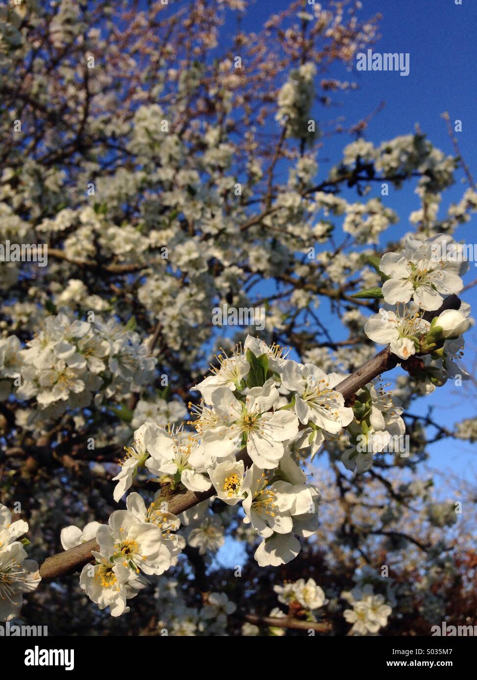 Plum tree in spring hi-res stock photography and images - Alamy