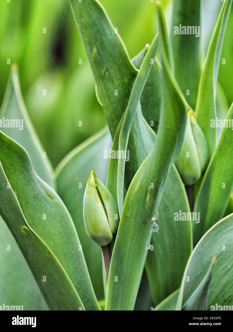 Budding tulip hi-res stock photography and images - Alamy