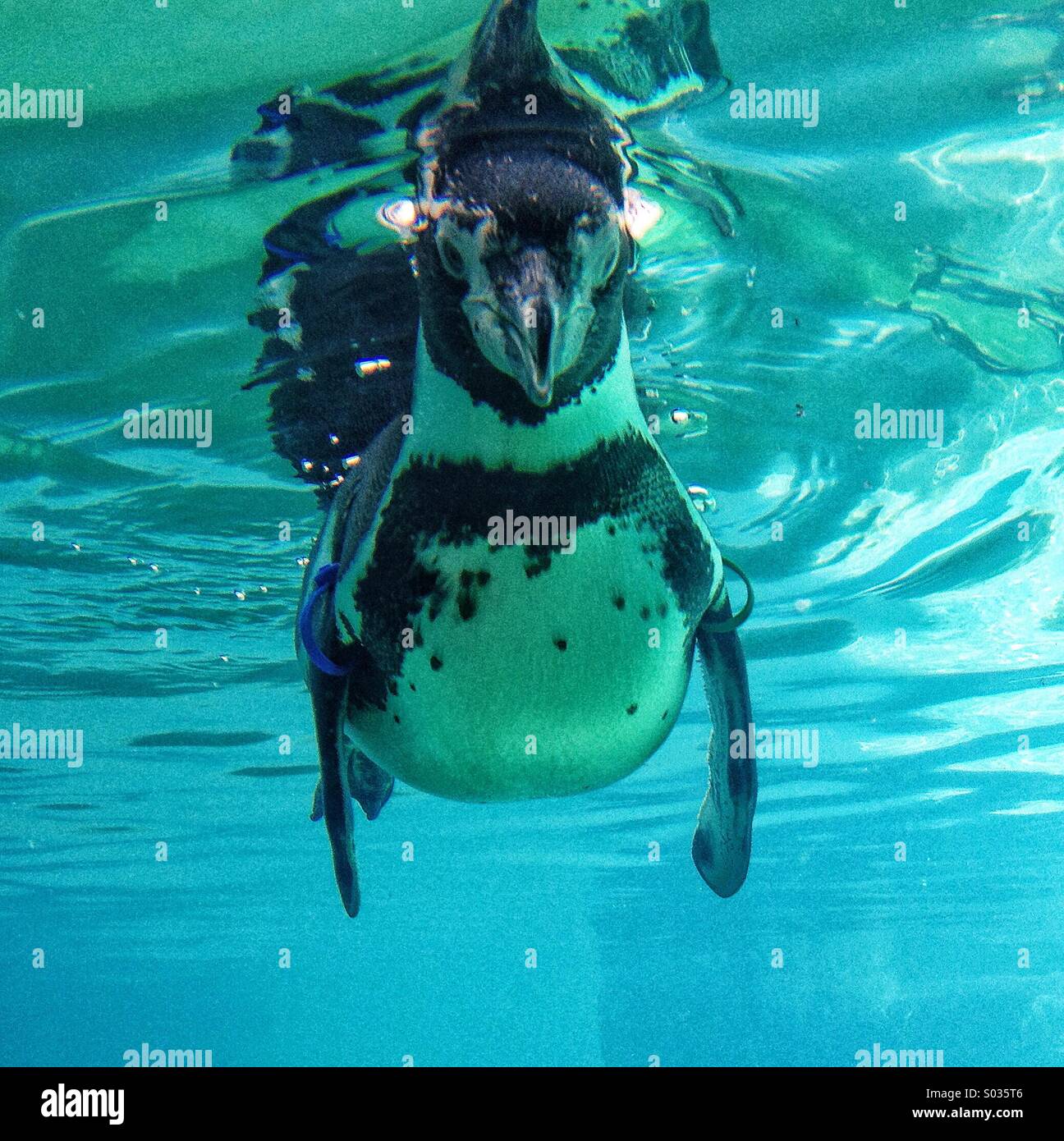 Diving penguin hi-res stock photography and images - Alamy