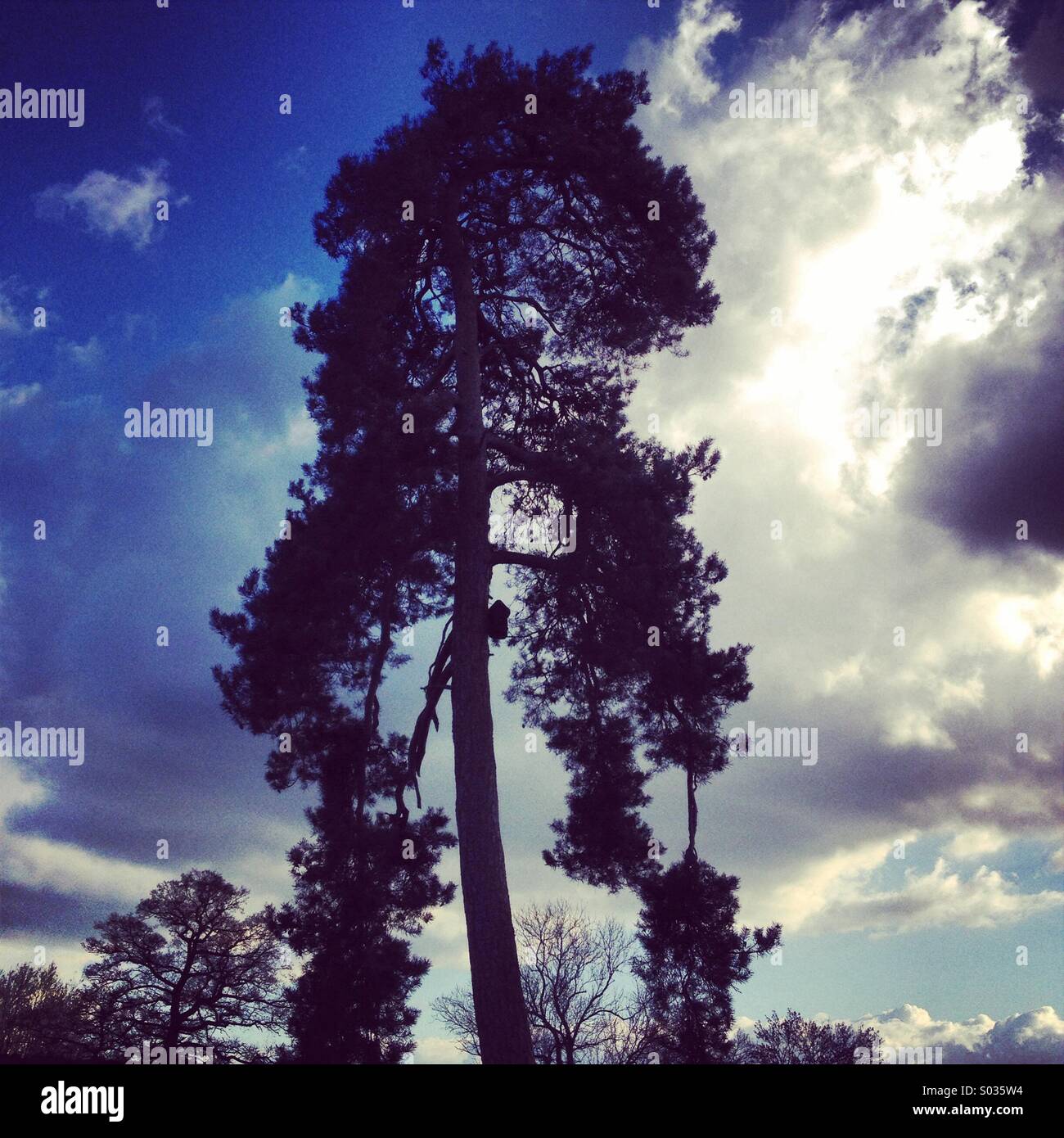 Evergreen fir tree hi-res stock photography and images - Alamy