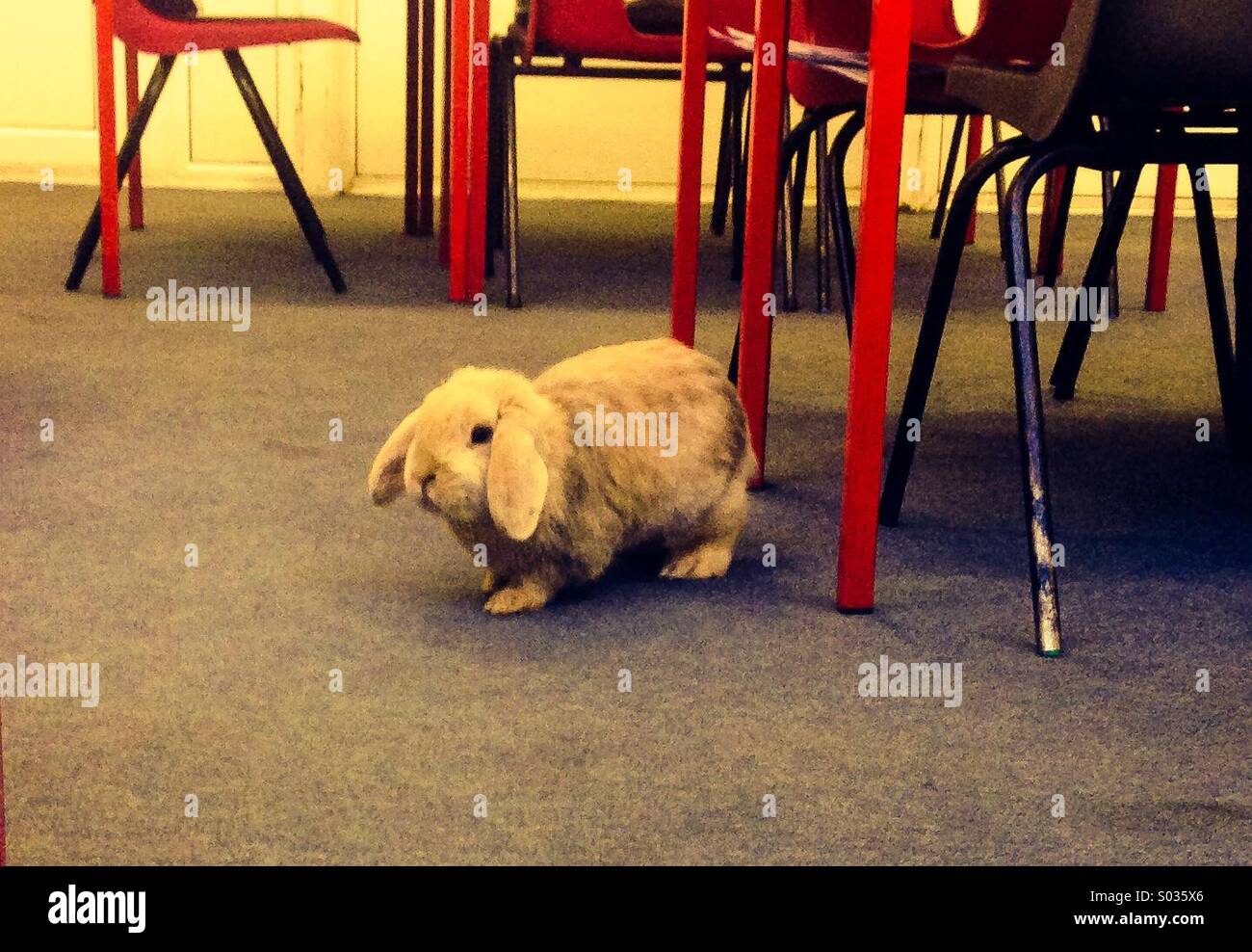 Rabbit School Stock Photos & Rabbit School Stock Images - Alamy