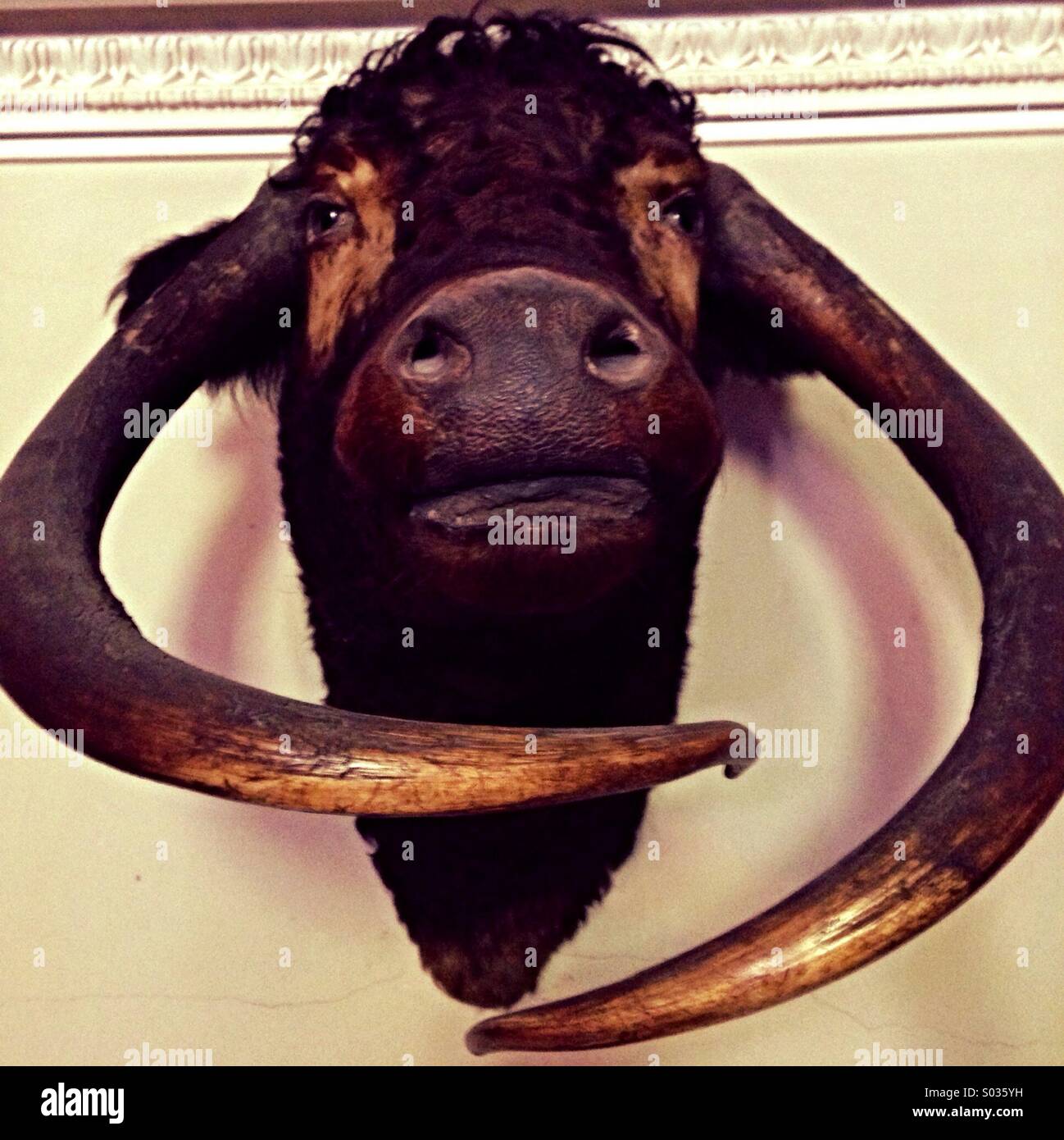 Cow horns dead hi-res stock photography and images - Alamy