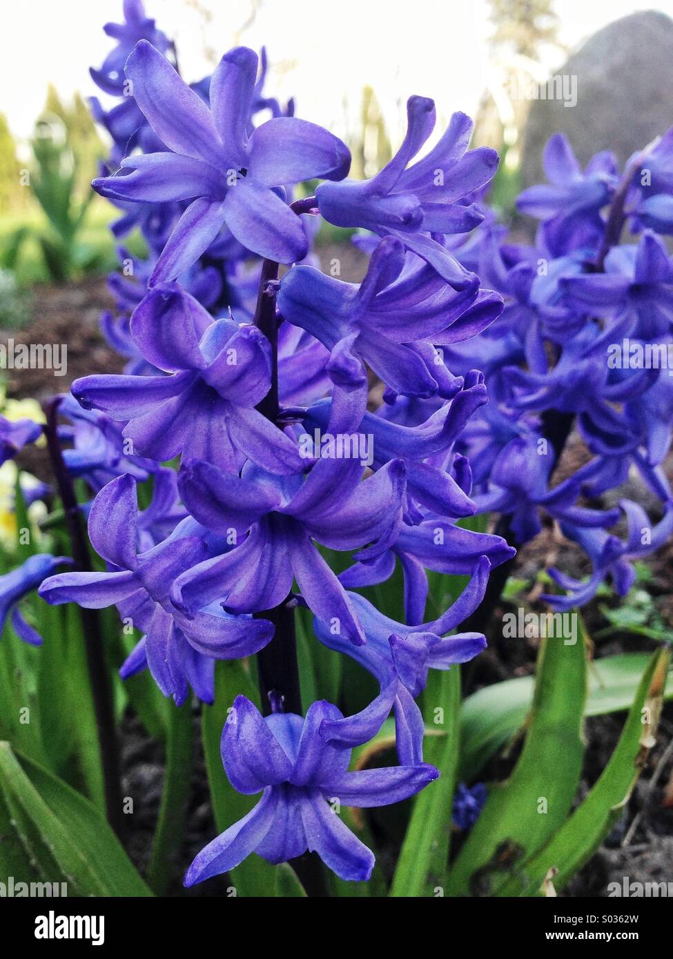Parents flower hi-res stock photography and images - Alamy