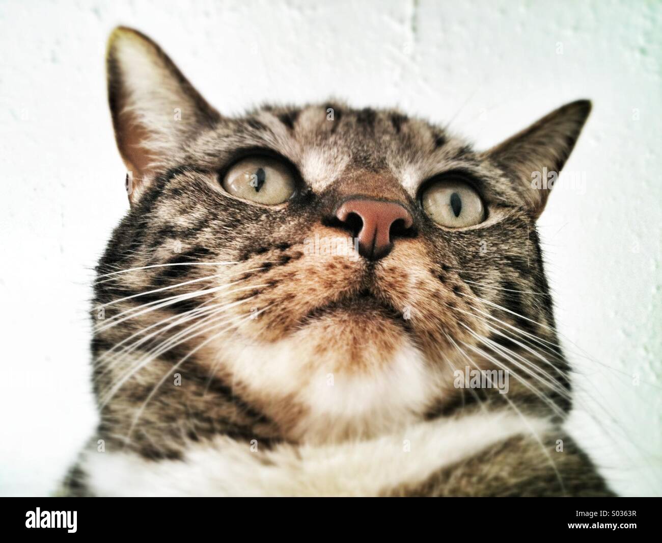 Tabby cat portrait Stock Photo - Alamy