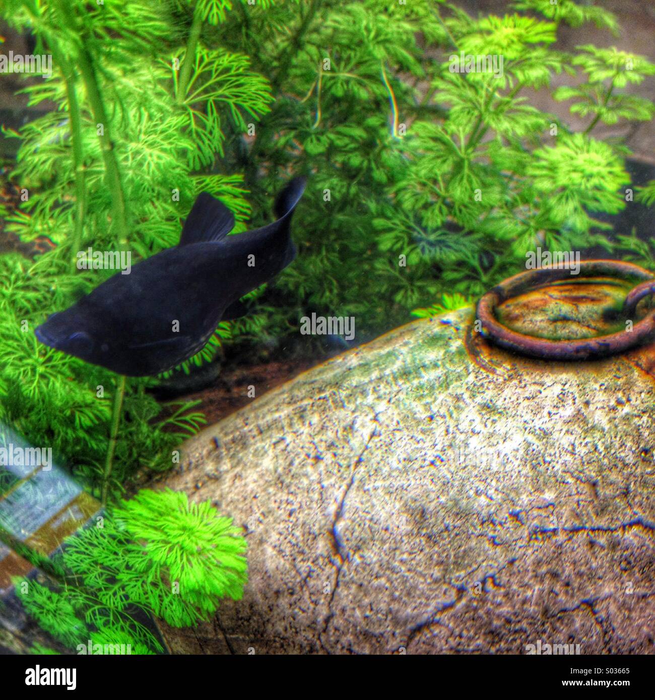 Black fish hi-res stock photography and images - Alamy