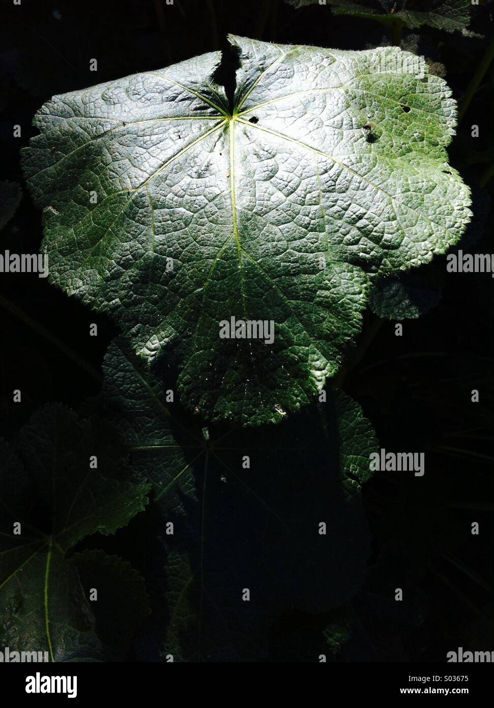 Mallow Leaf High Resolution Stock Photography and Images - Alamy