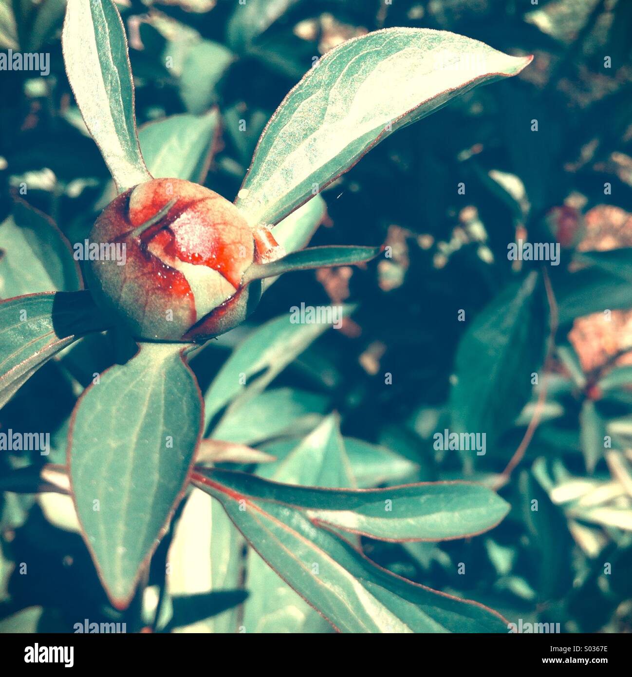 Leaf bud hi-res stock photography and images - Alamy
