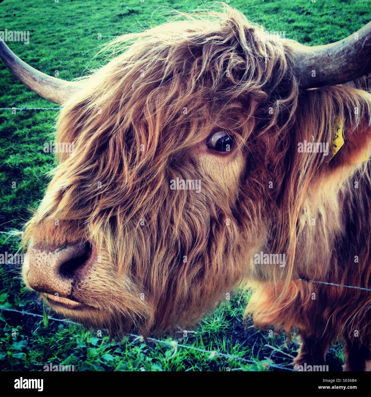 Highland Cow Stock Photos & Highland Cow Stock Images - Alamy