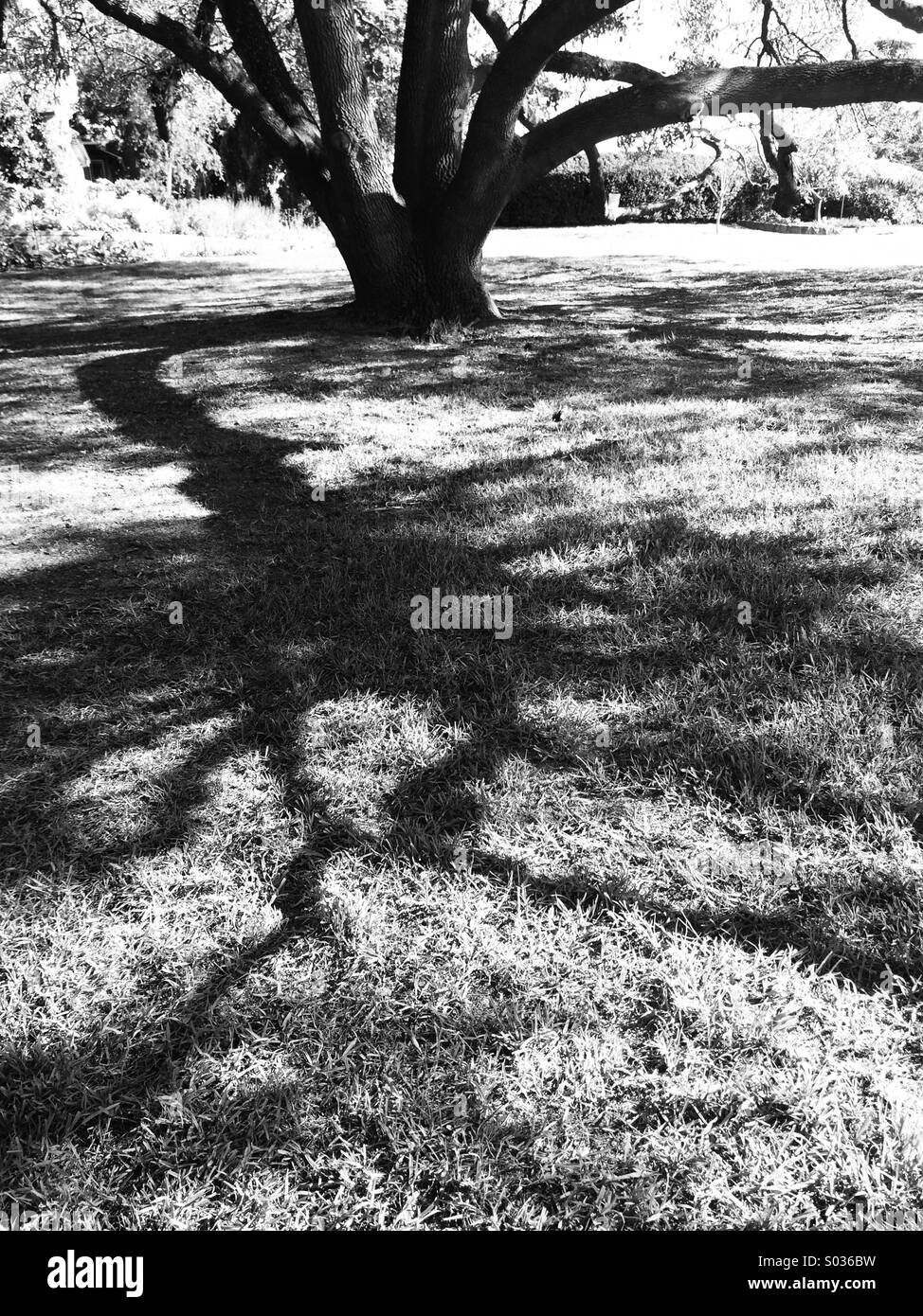 Tree branches shadow hi-res stock photography and images - Alamy