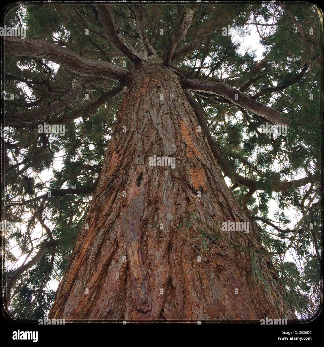 Looking up at tall tree hi-res stock photography and images - Alamy