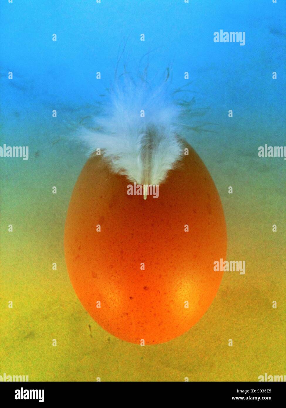 Shell egg and feather using art filter Stock Photo - Alamy