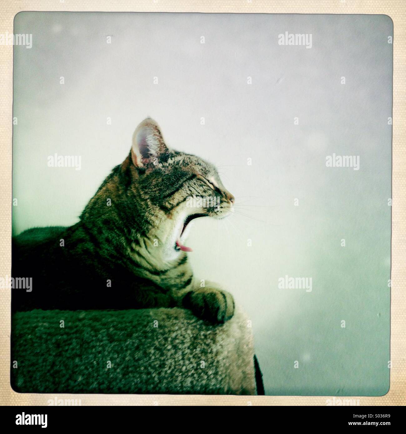 Big yawn hi-res stock photography and images - Alamy