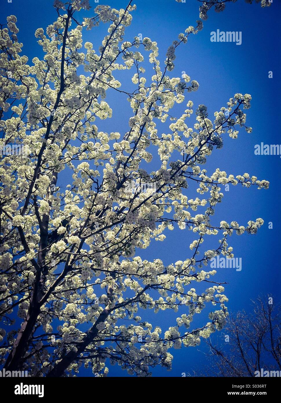 Plants in spring Stock Photo - Alamy