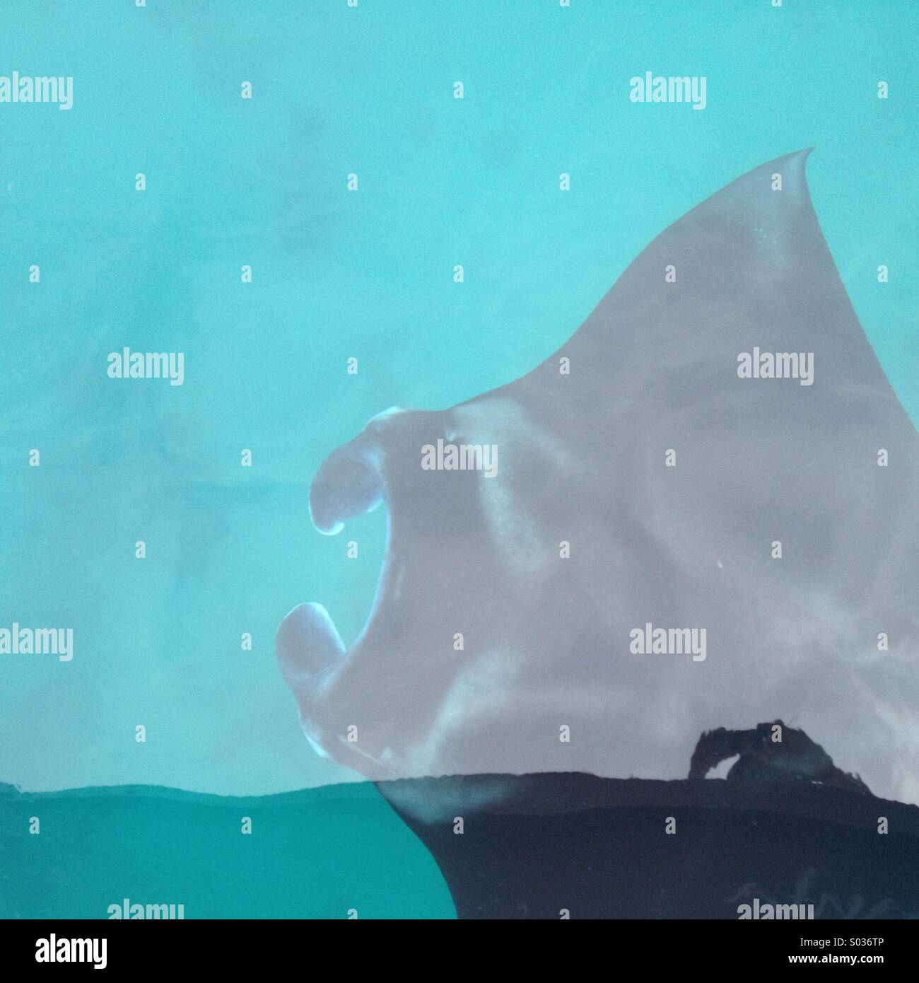 Manta ray boat hi-res stock photography and images - Alamy