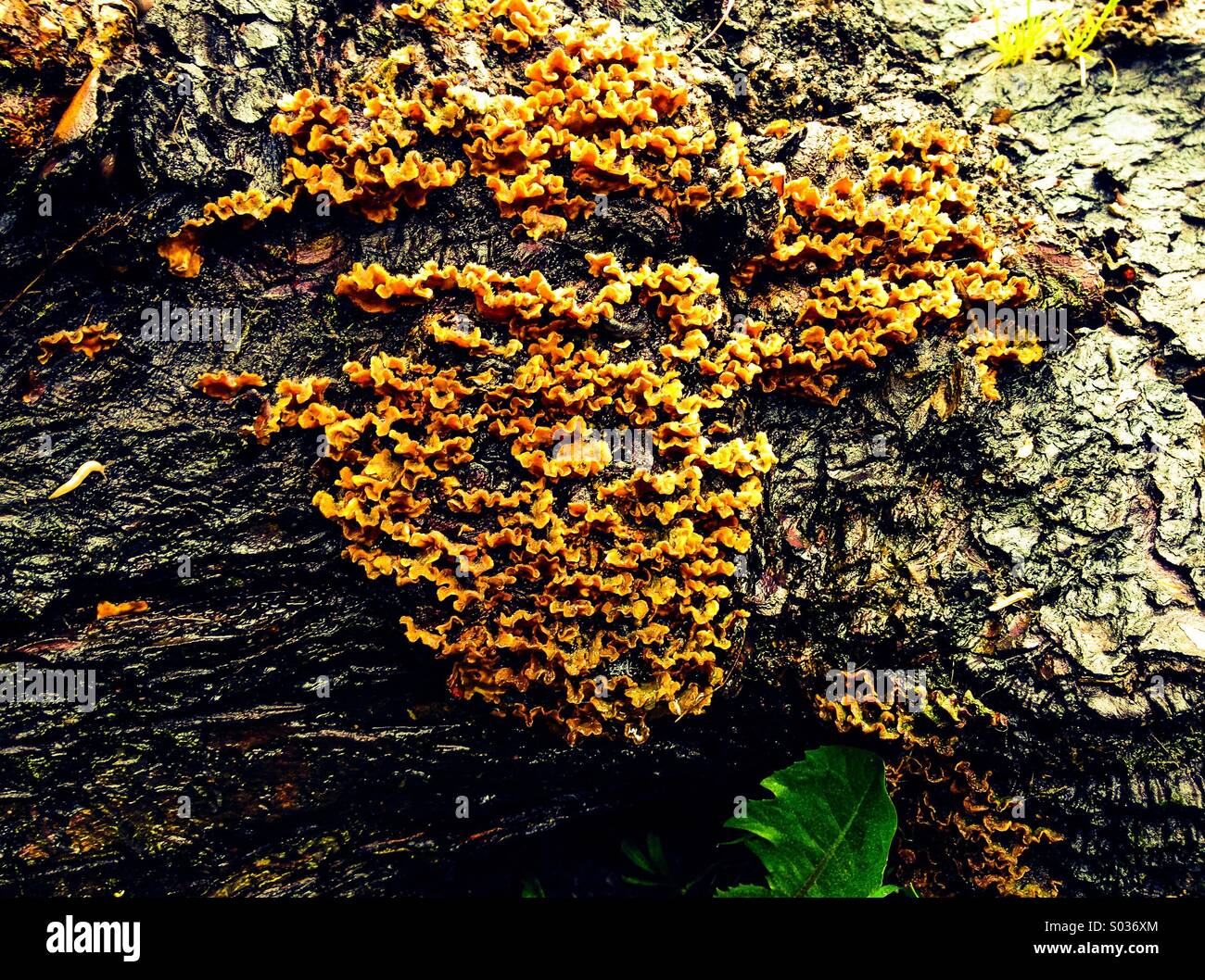 Fungus growing on fallen tree on a wet day Stock Photo - Alamy