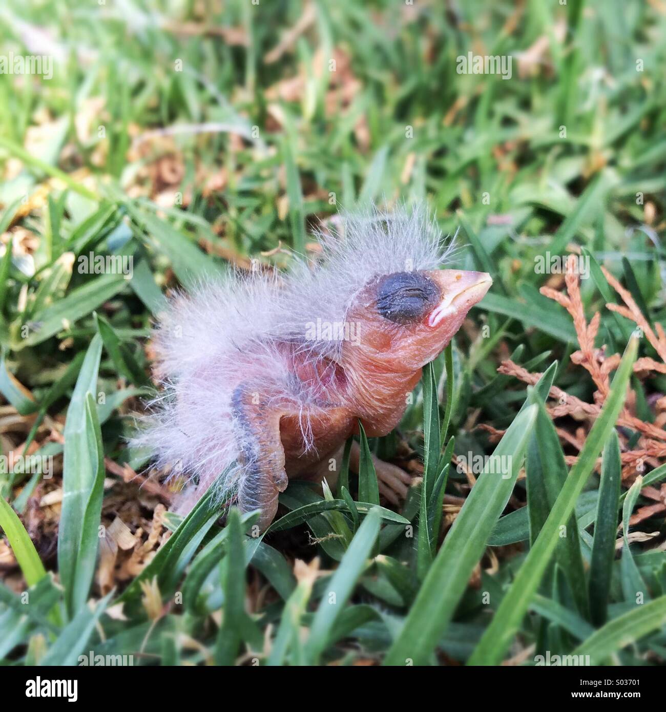 Bird capture hi-res stock photography and images - Alamy