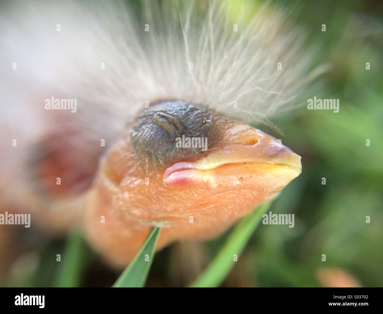 Capture of a newborn bird Stock Photo - Alamy