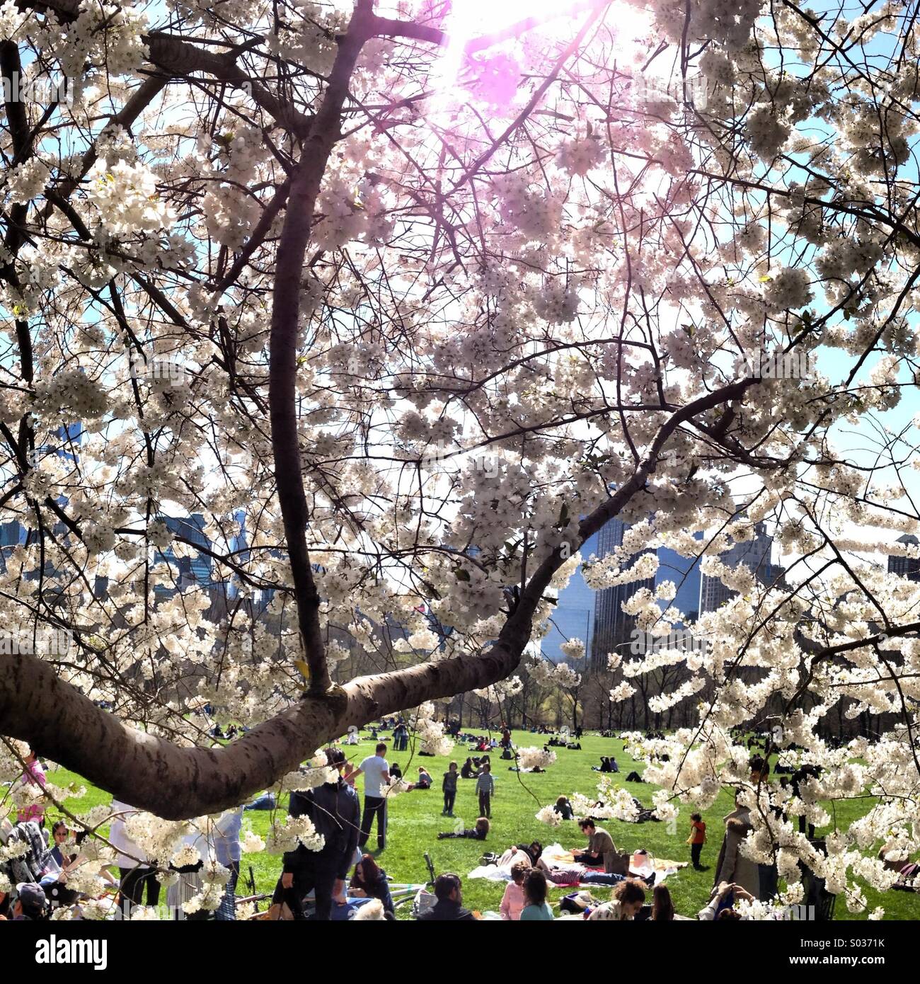 Central park spring flowers hi-res stock photography and images - Alamy