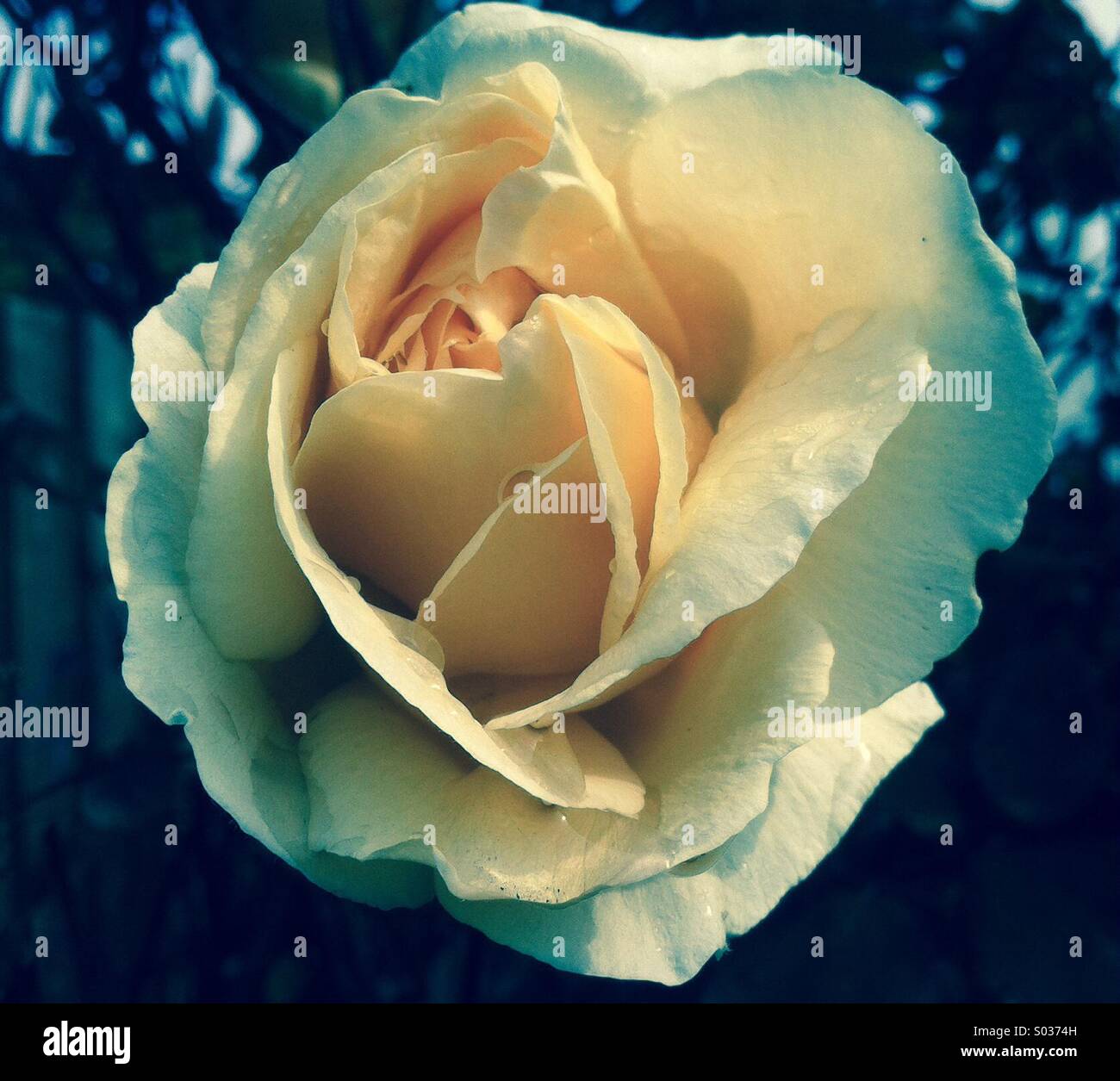 Single cream rose hi-res stock photography and images - Alamy