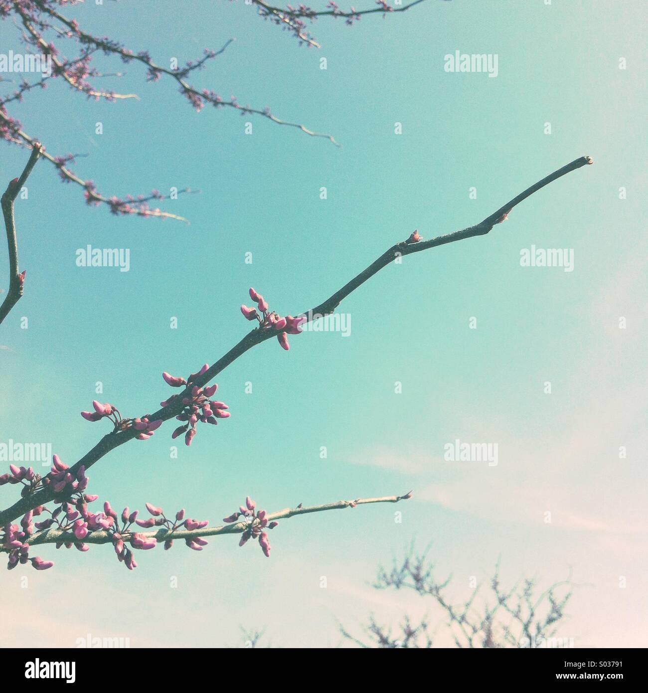 Blooms and branches hi-res stock photography and images - Alamy