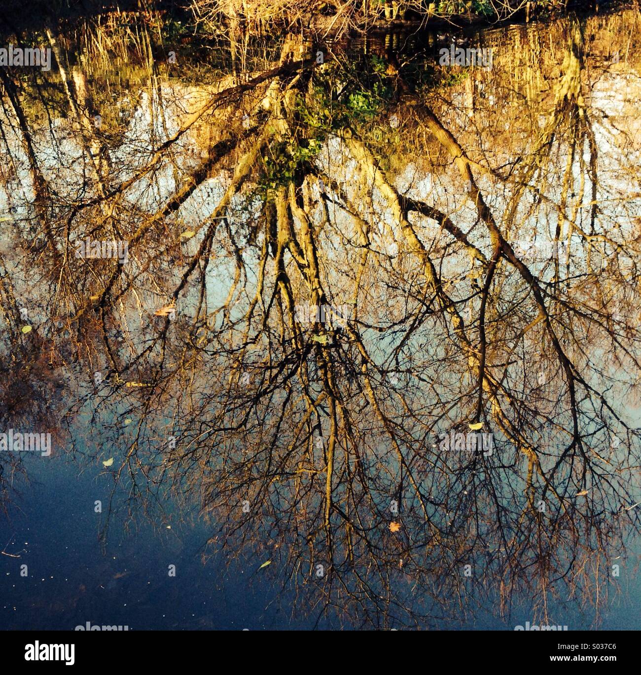 Trees reflected in a puddle Stock Photo - Alamy