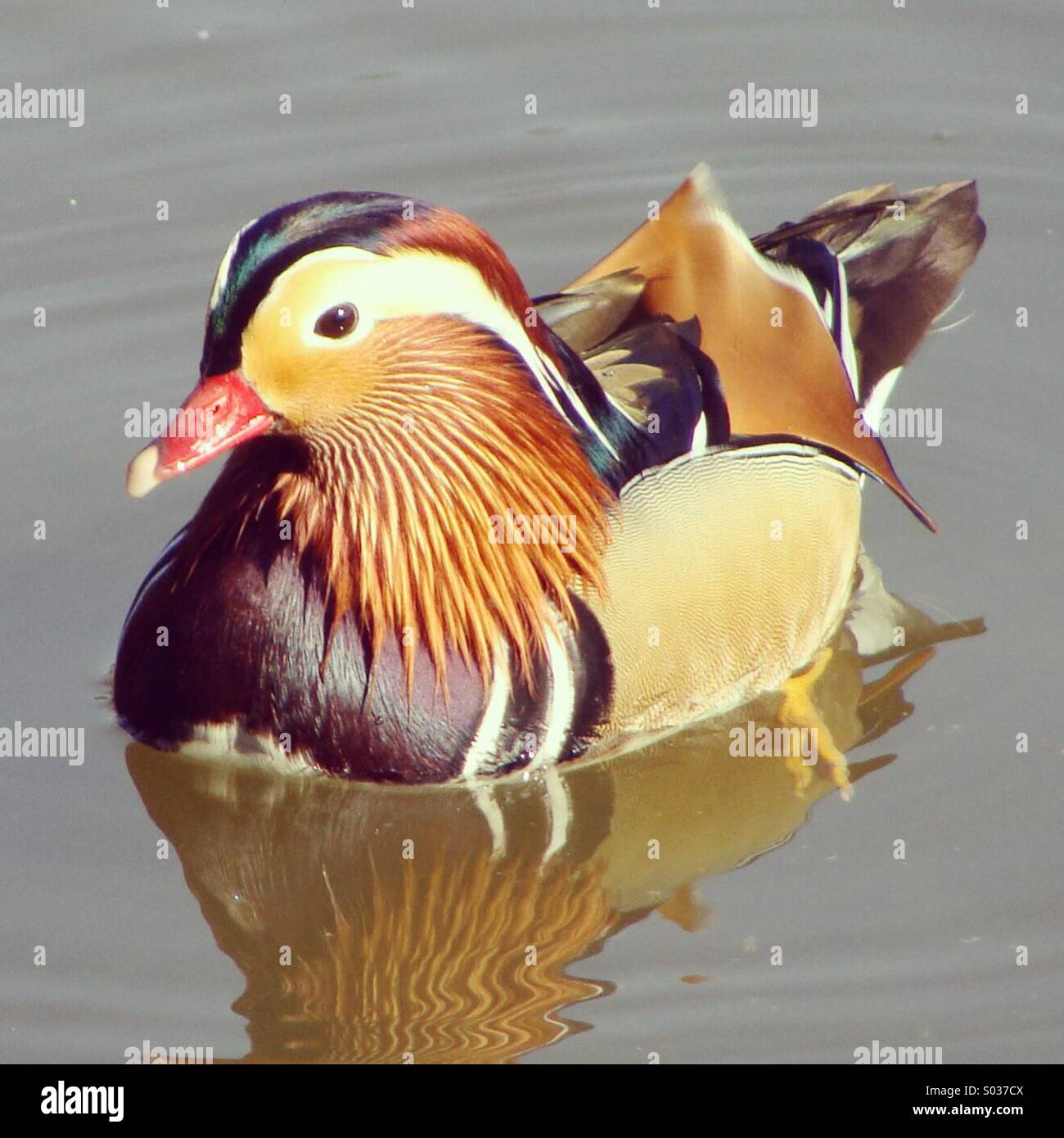 Mandarin Duck at Virginia Water Stock Photo - Alamy