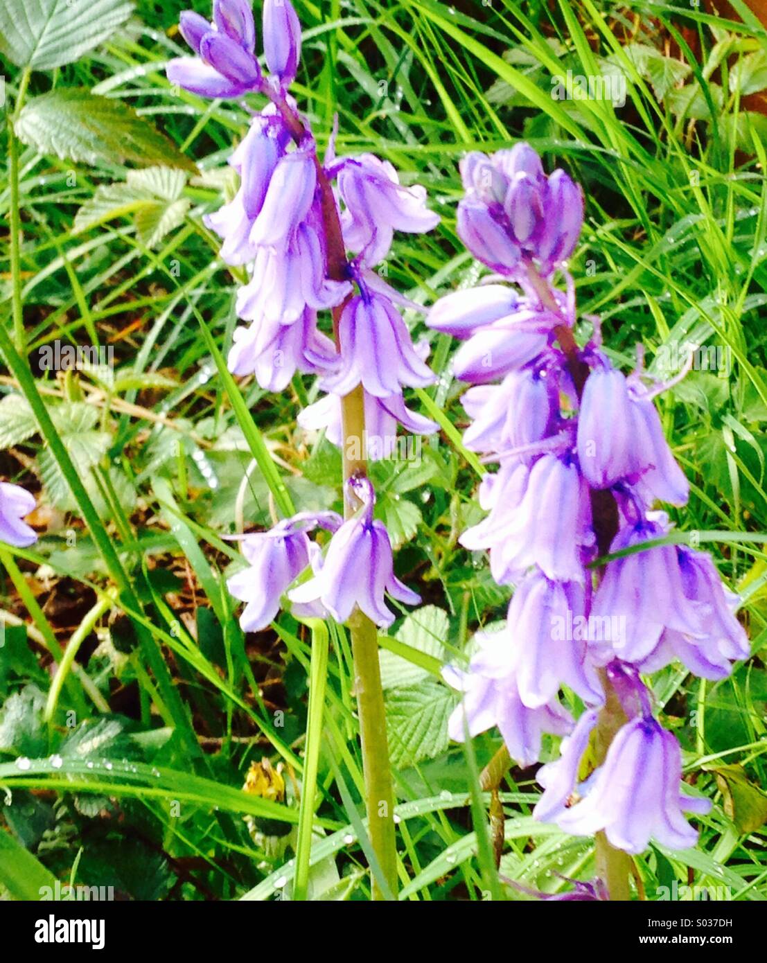 Bluebells Springtime the grass Stock Photo - Alamy