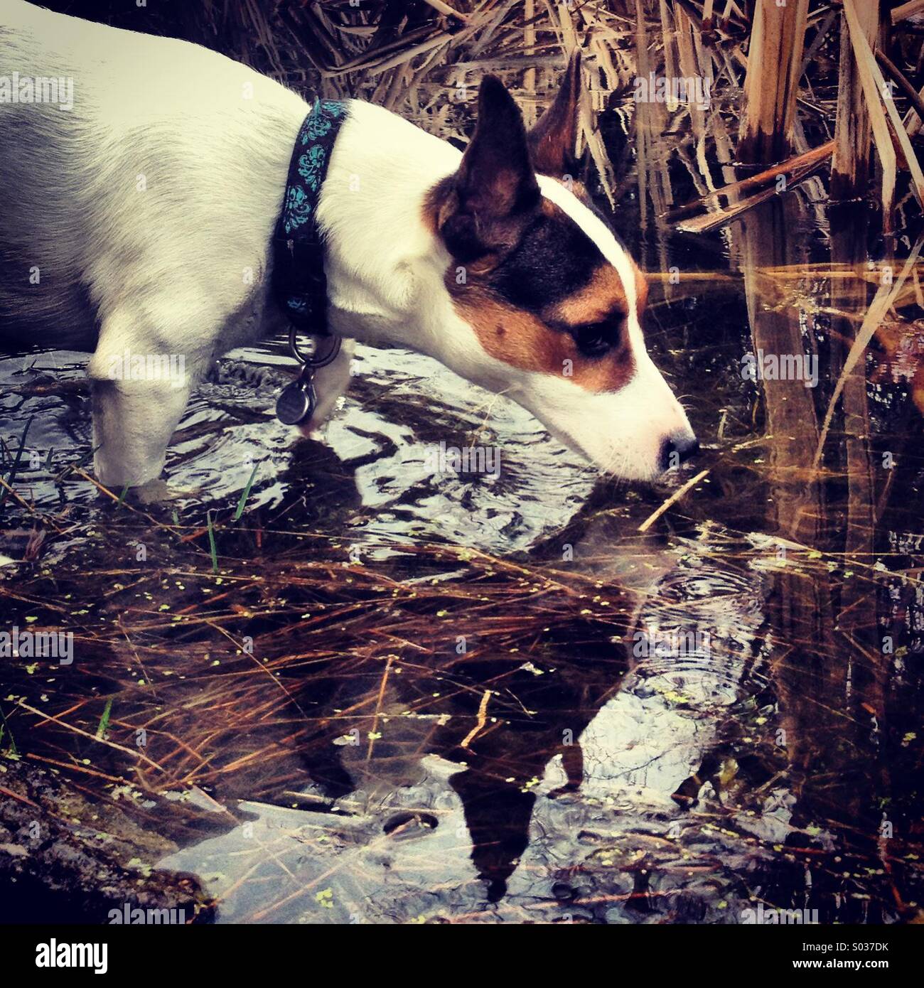 Jack Russell Terrier puppy exploring a pond, with her reflection in the ...
