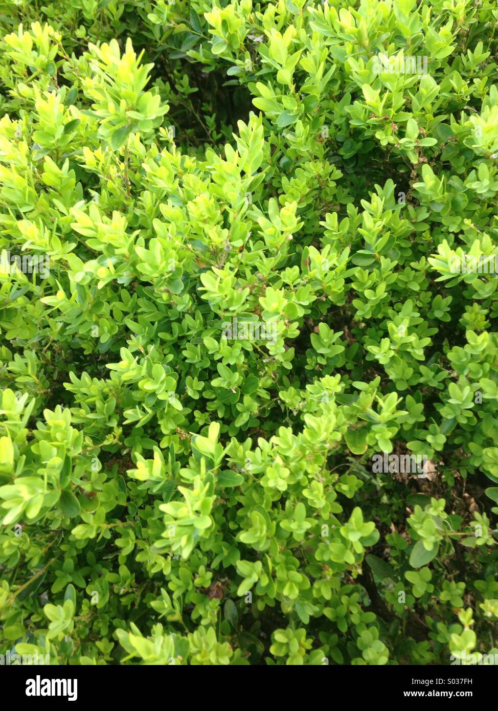 Very green bush hi-res stock photography and images - Alamy