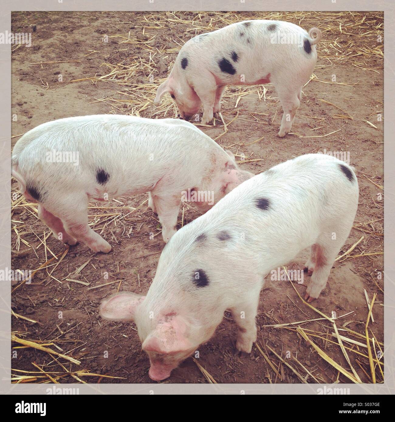 Pink piglets with black spots hi-res stock photography and images - Alamy