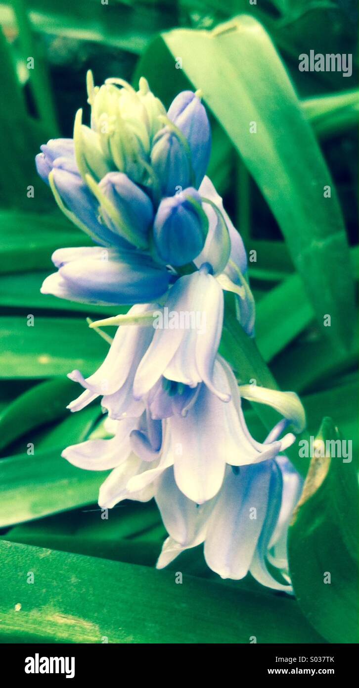 Bluebell cluster flower Stock Photo - Alamy