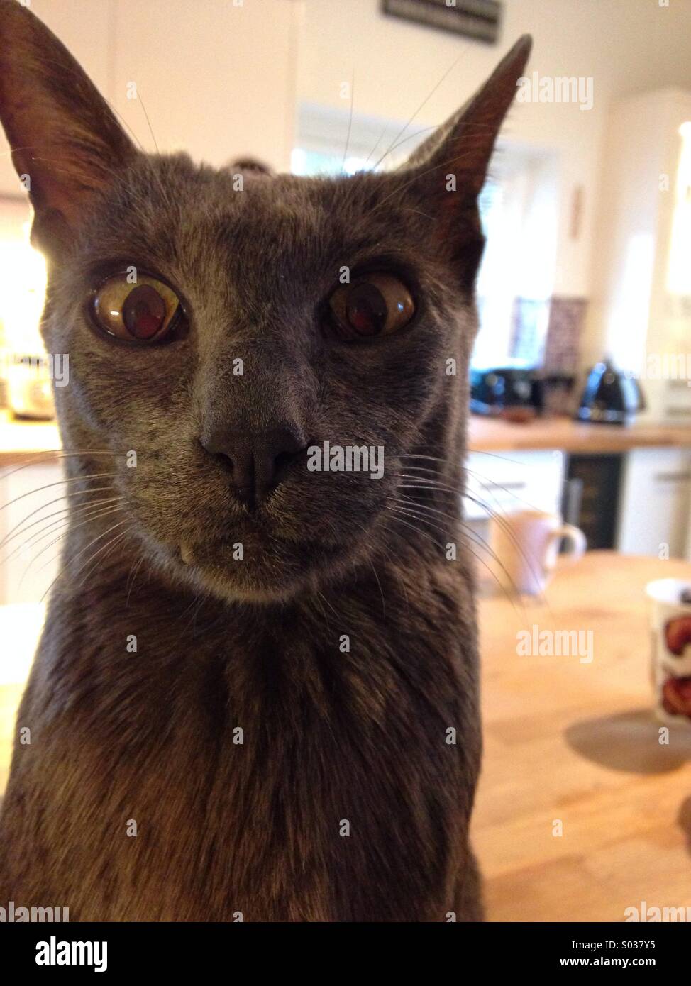 Cat smiles hi-res stock photography and images - Alamy