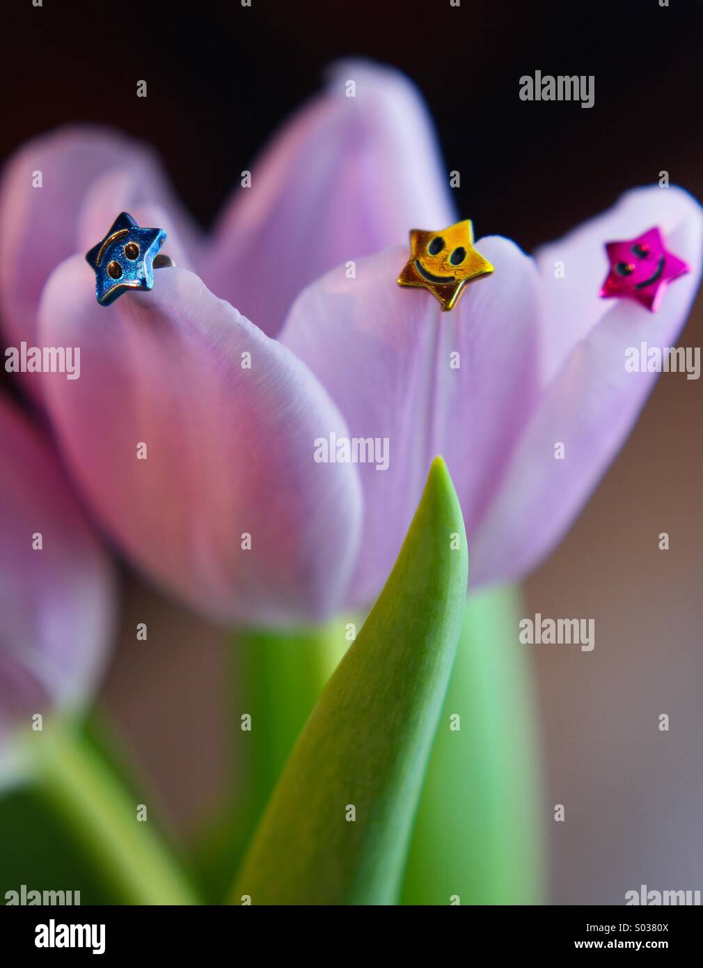 Star spring hi-res stock photography and images - Alamy