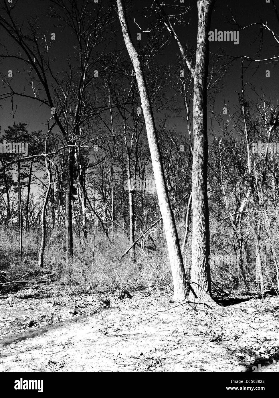 Walk in the woods Black and White Stock Photos & Images - Alamy