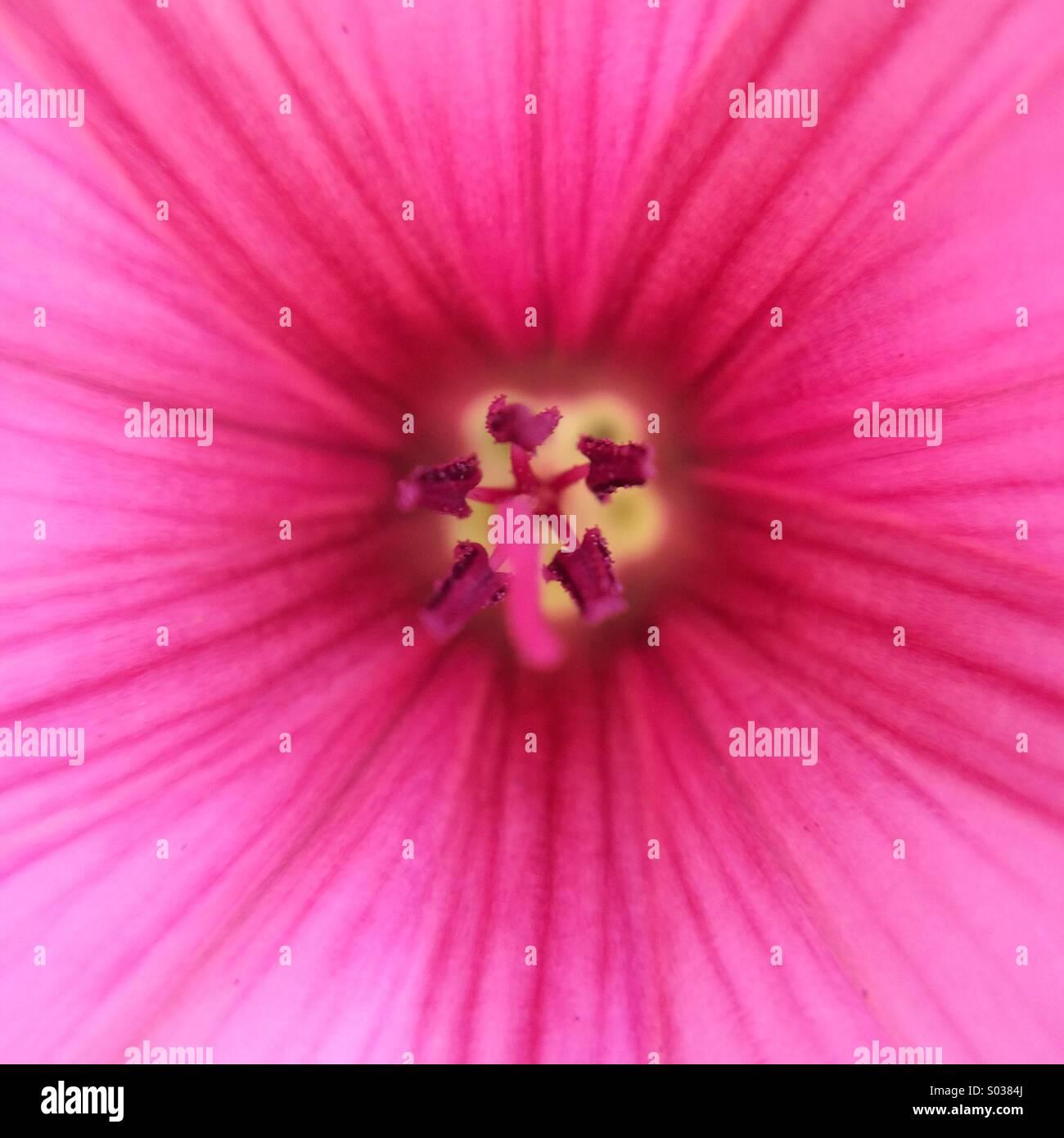 Macro of a pink convolvulus arvensis flower Stock Photo - Alamy