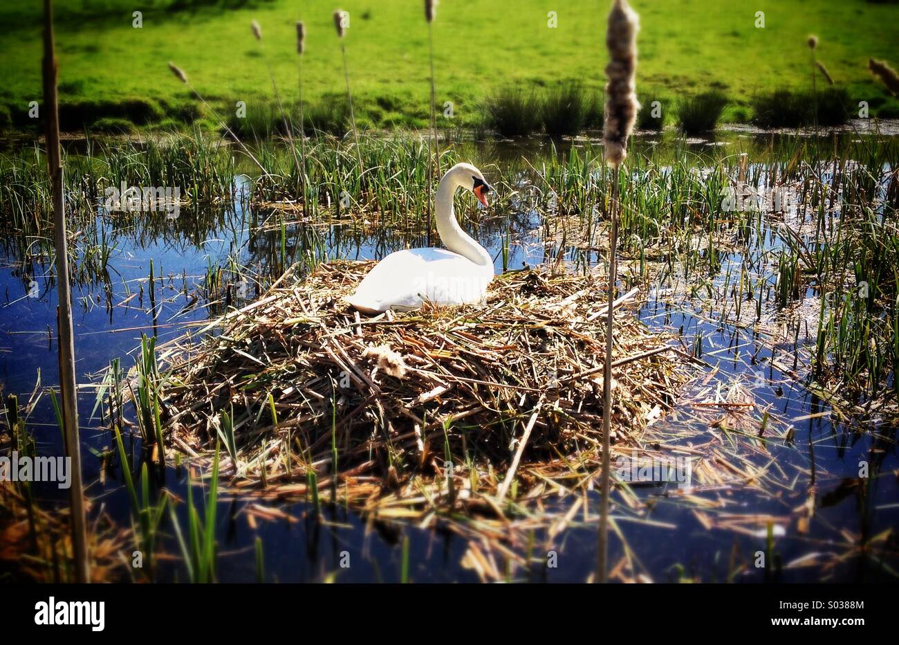 Swan Eggs Stock Photos & Swan Eggs Stock Images - Alamy