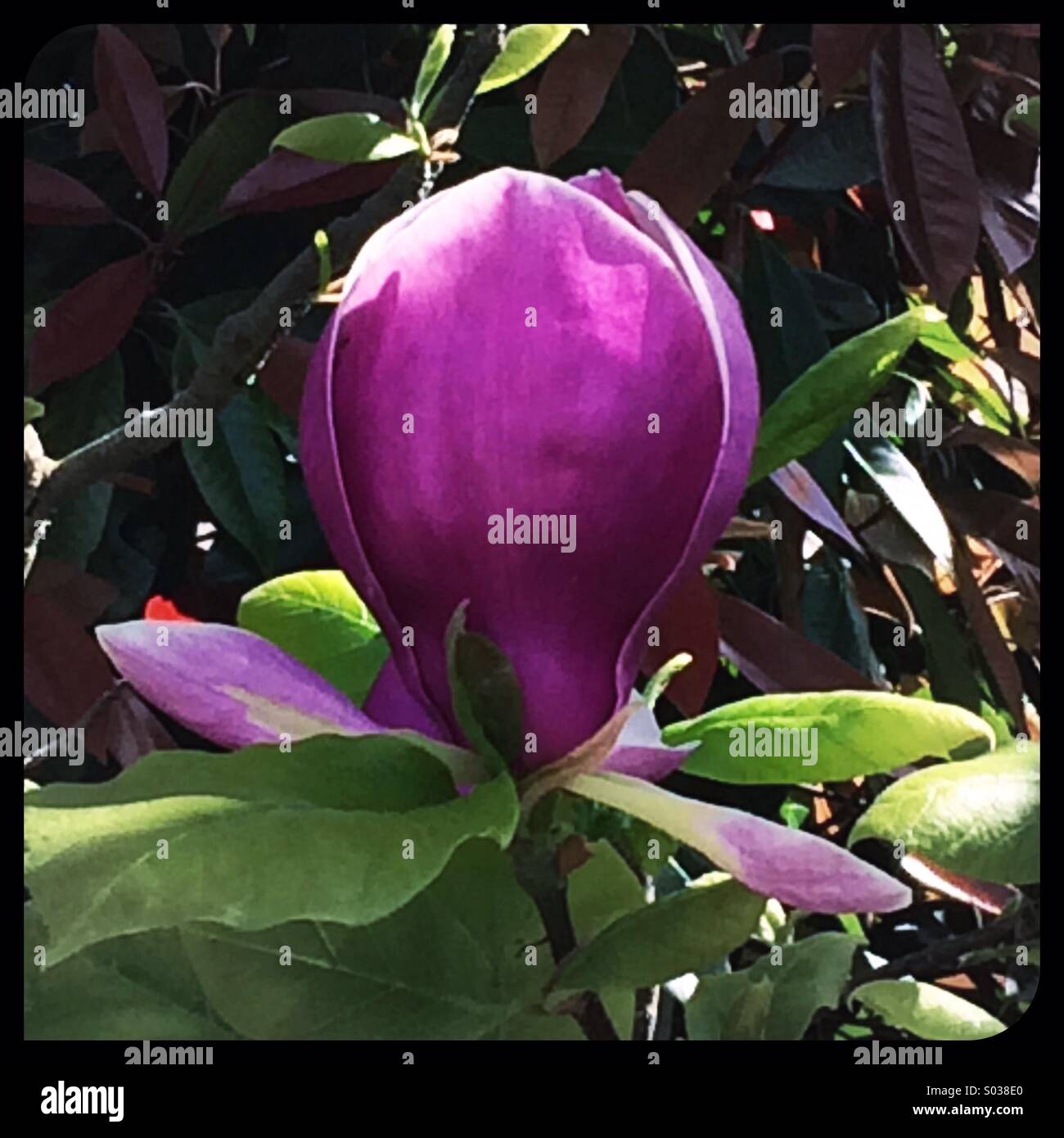 Magnolia bloom hi-res stock photography and images - Alamy