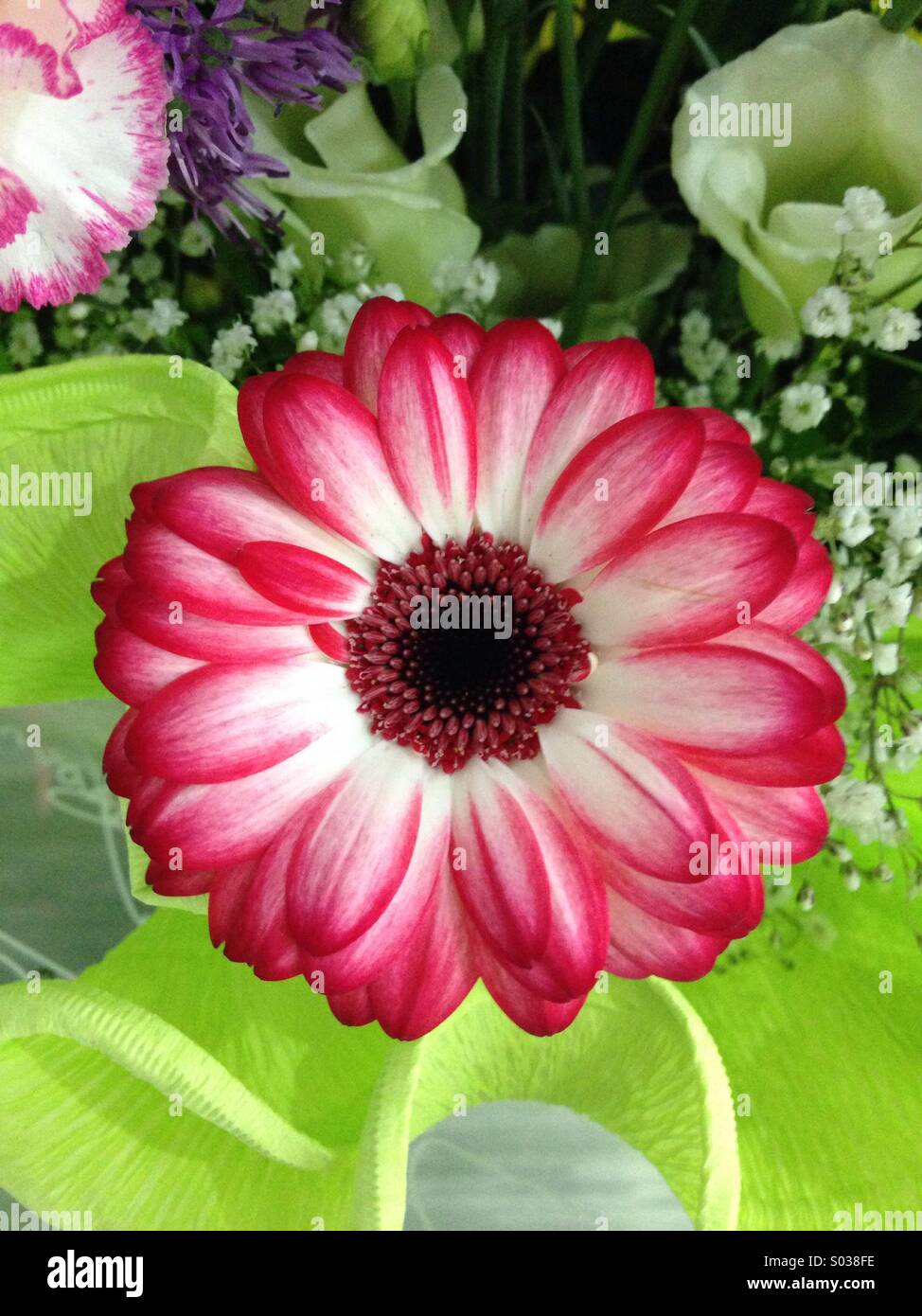 Pretty flower hi-res stock photography and images - Alamy