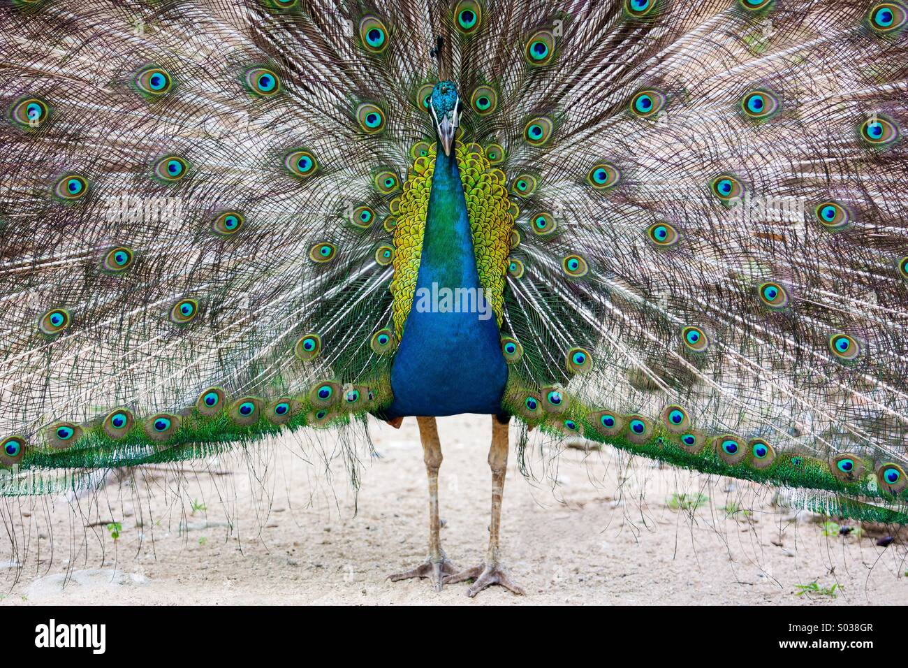 Spread tail feathers hi-res stock photography and images - Alamy