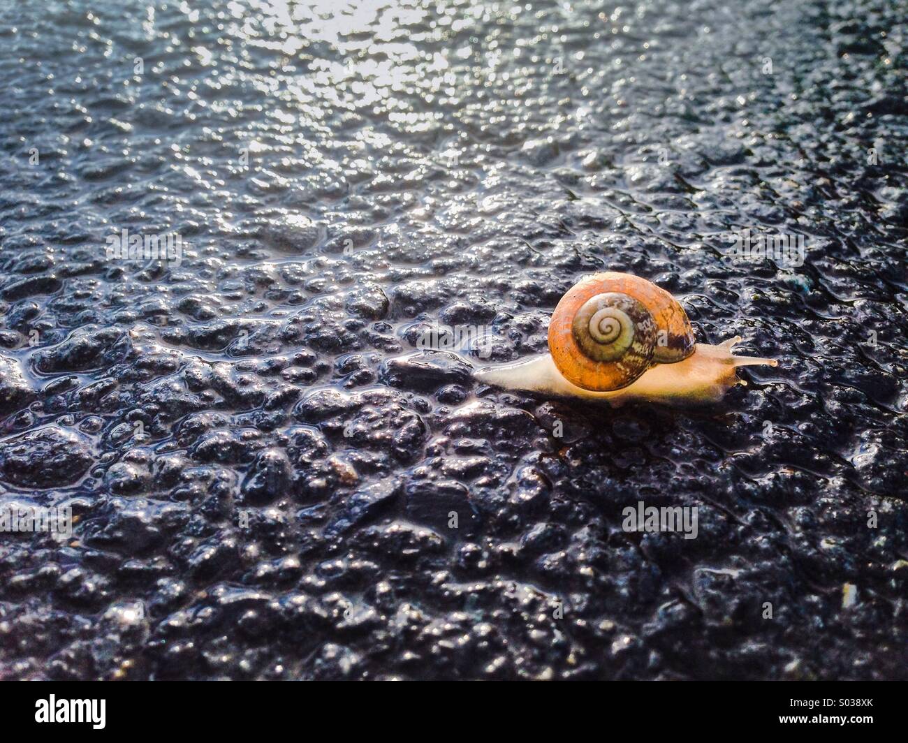 Translucent snail hi-res stock photography and images - Alamy