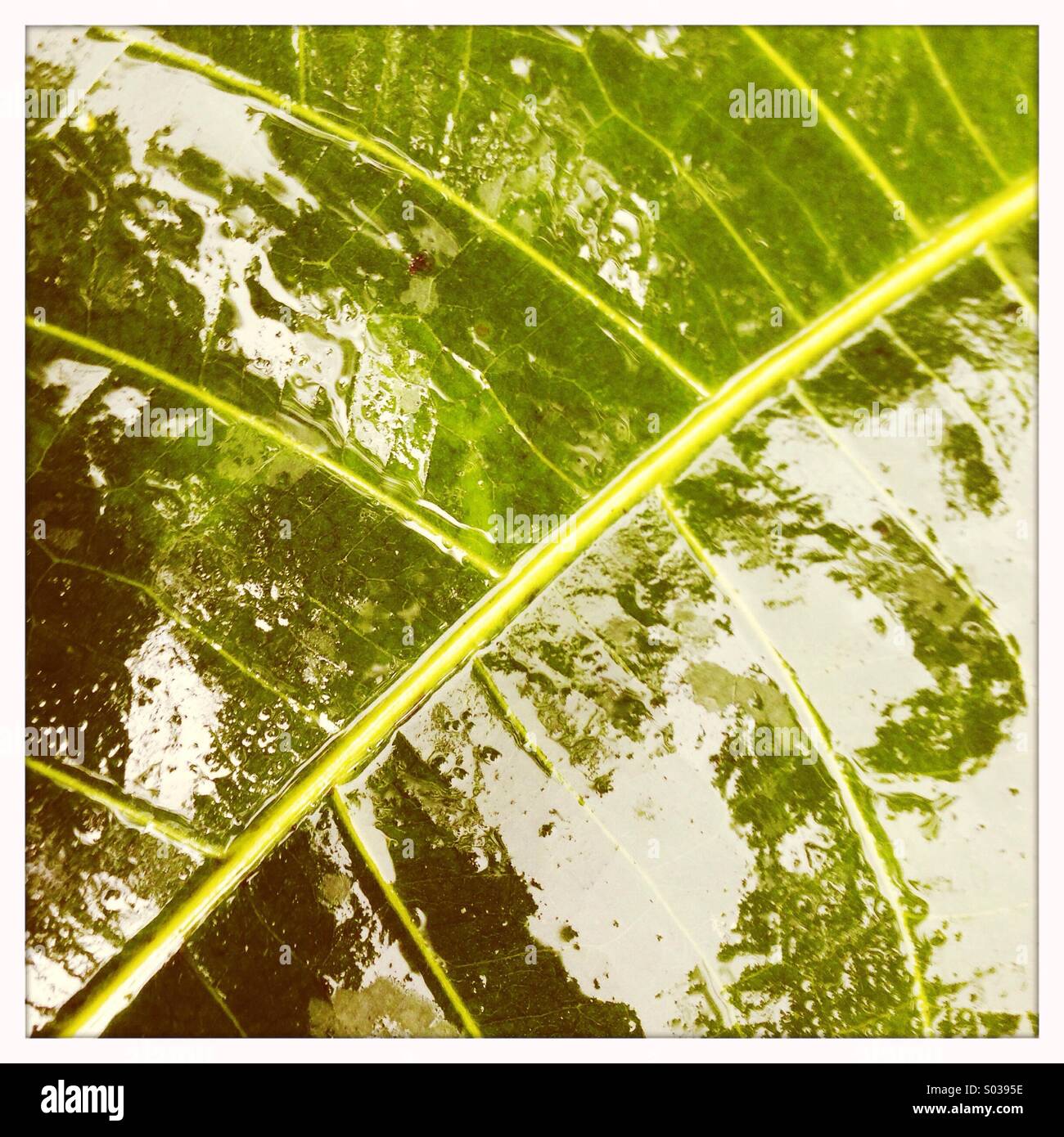 Jungle leaf hi-res stock photography and images - Alamy